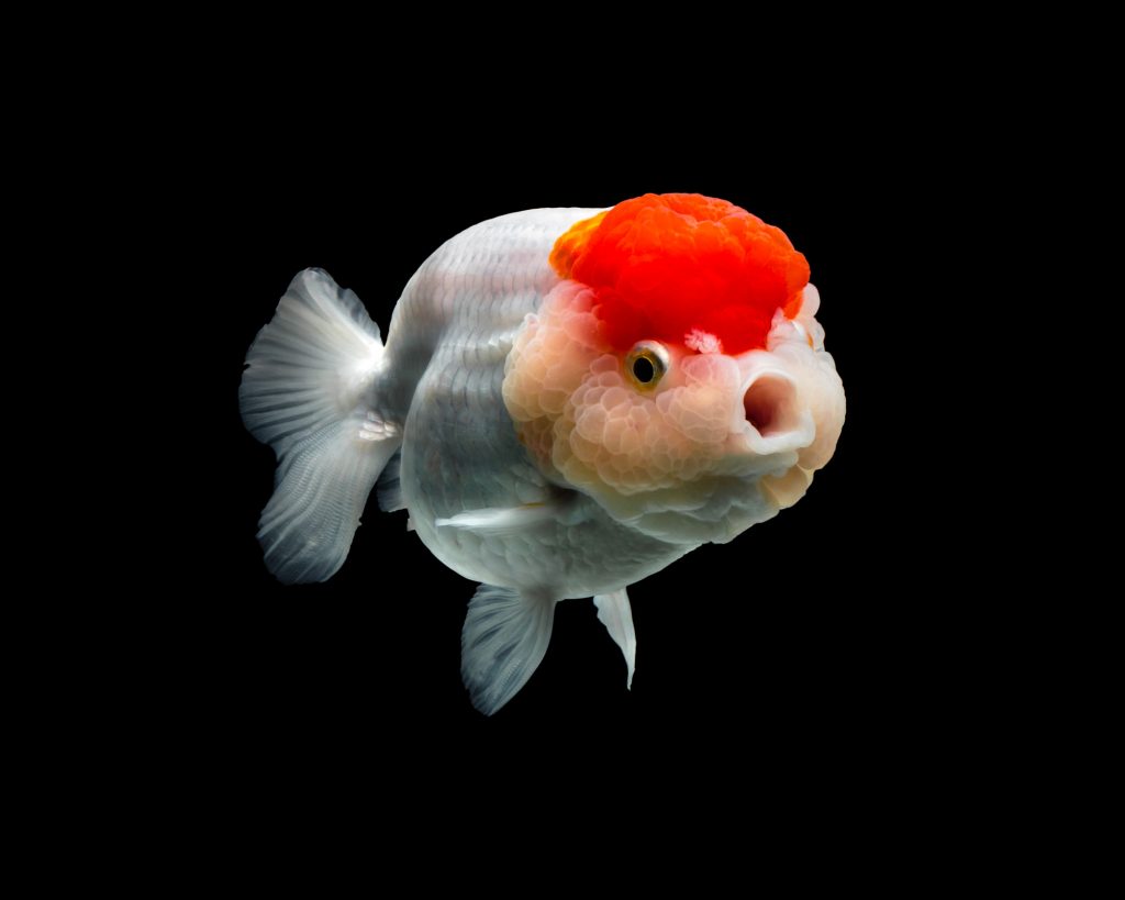 Poker Tournament Fish • Finding the Fish at the Poker Table